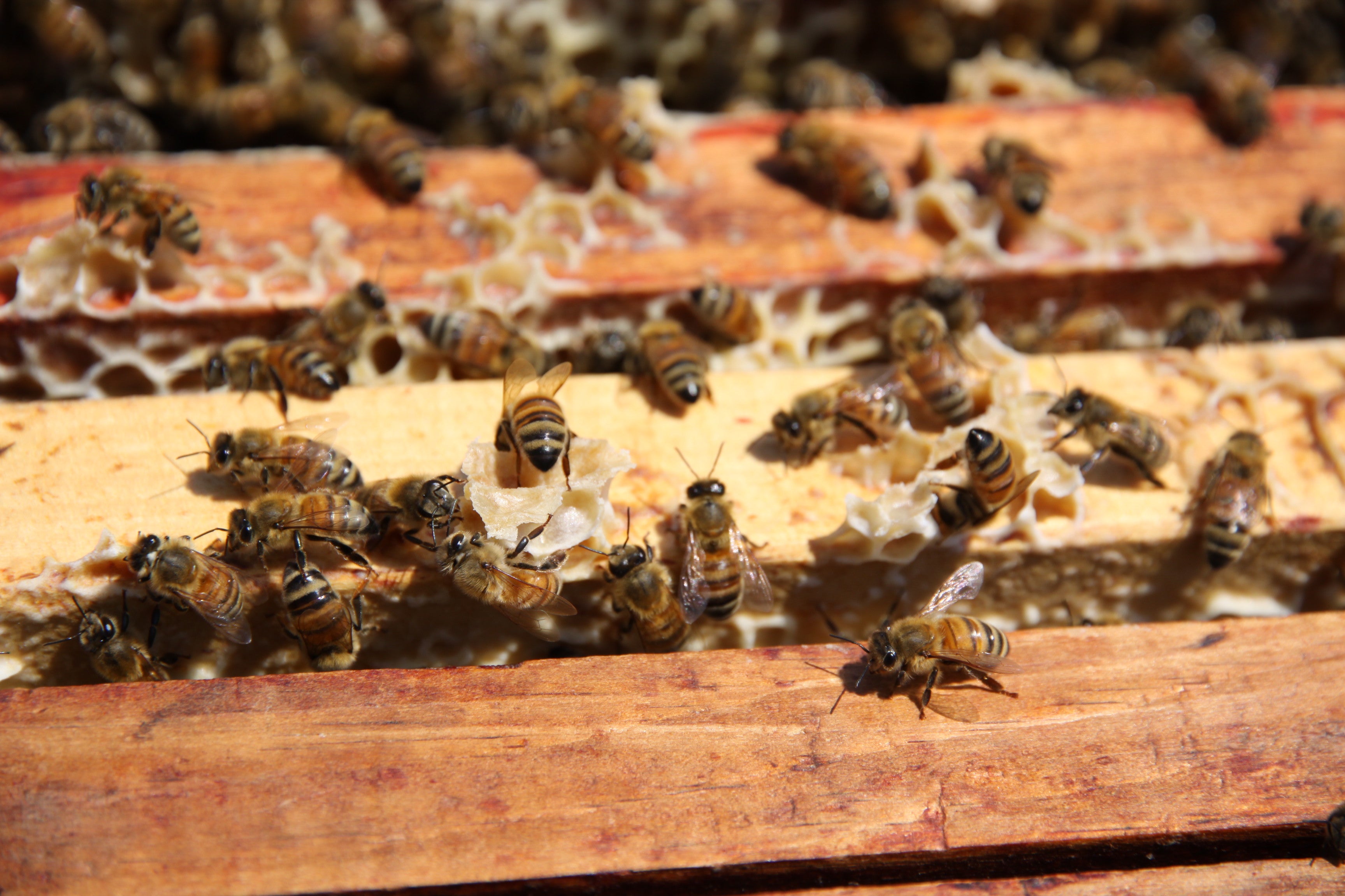 Honey Bees – Honey Candles Canada